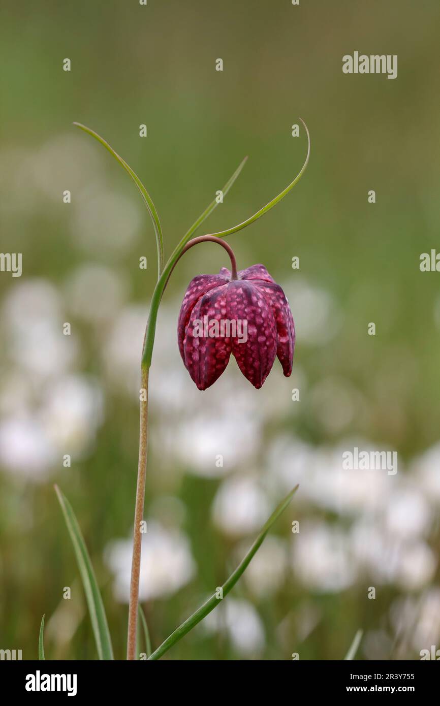 Fritillaria meleagris, known as Snake's fritillary, Snake's head, Chess ...