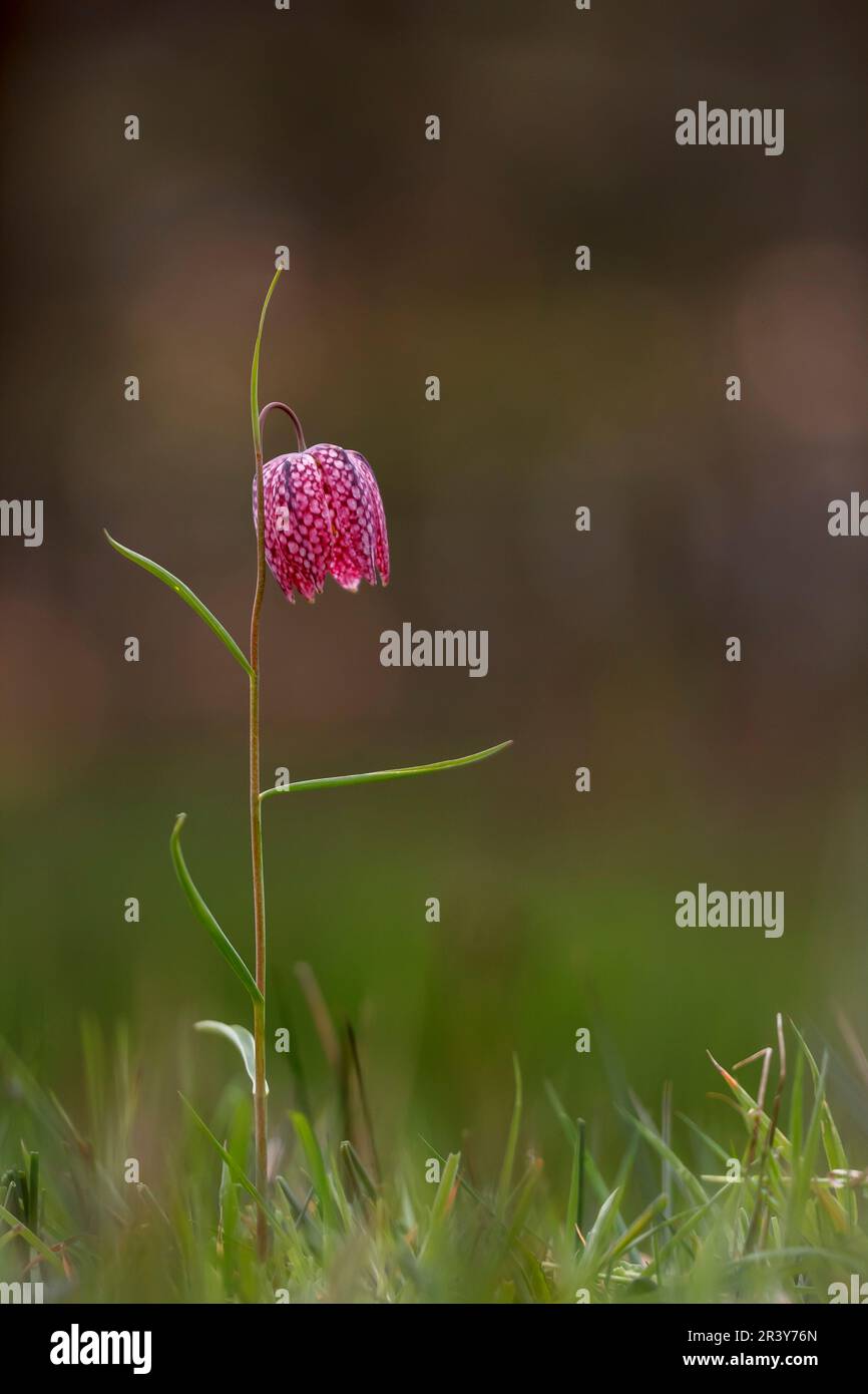Fritillaria meleagris, known as Snake's fritillary, Snake's head, Chess ...