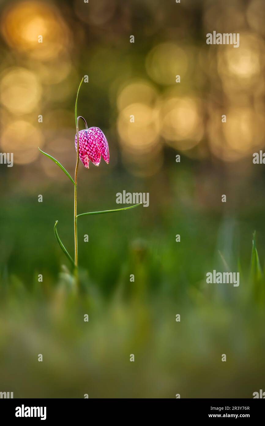 Fritillaria meleagris in the evening, known as Snake's fritillary ...