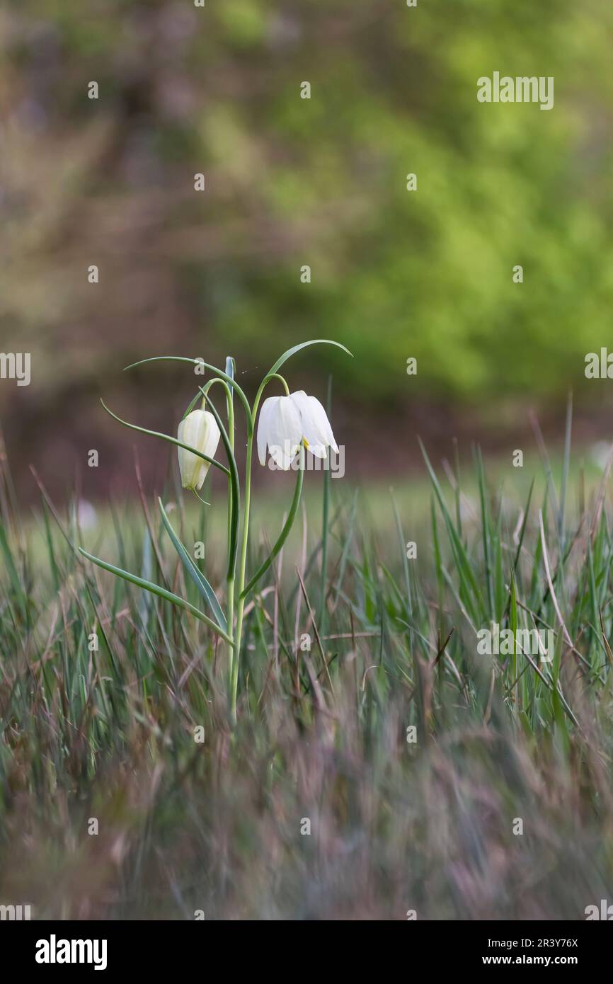 Fritillaria meleagris, (white variety), known as Snake's fritillary ...