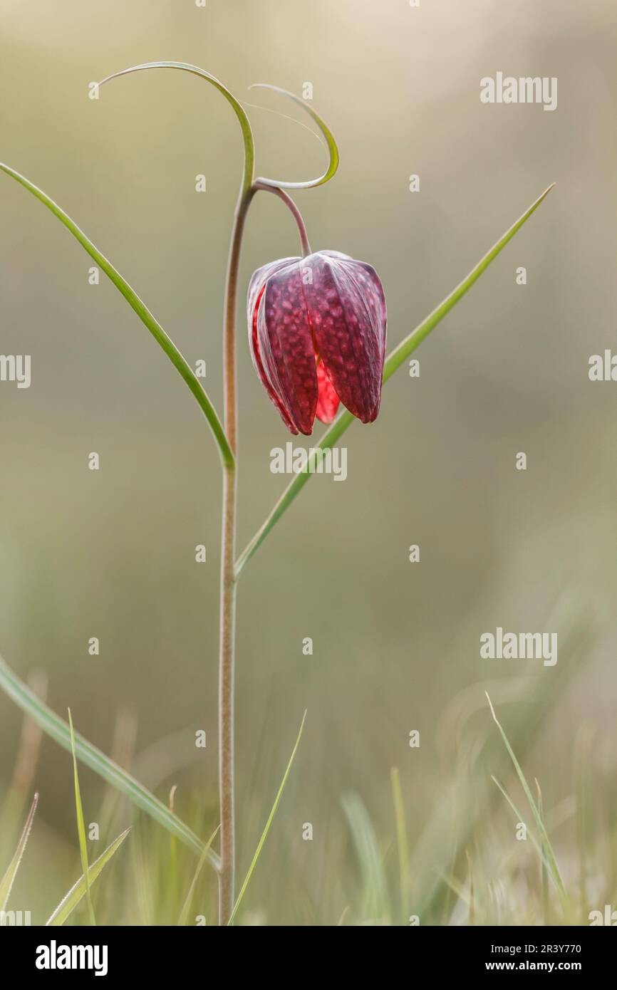 Fritillaria meleagris, known as Snake's fritillary, Snake's head, Chess ...