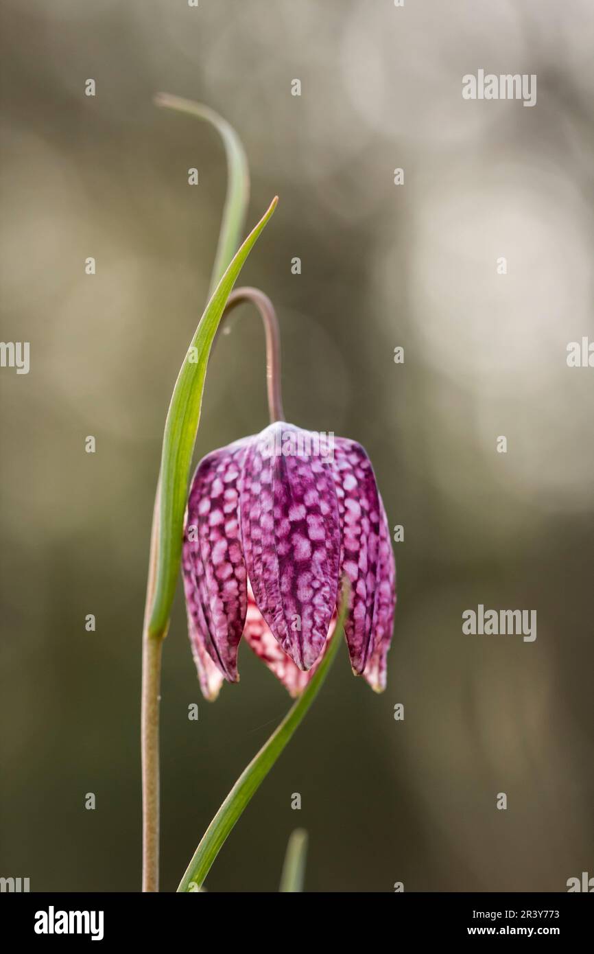 Fritillaria meleagris, known as Snake's fritillary, Snake's head, Chess ...