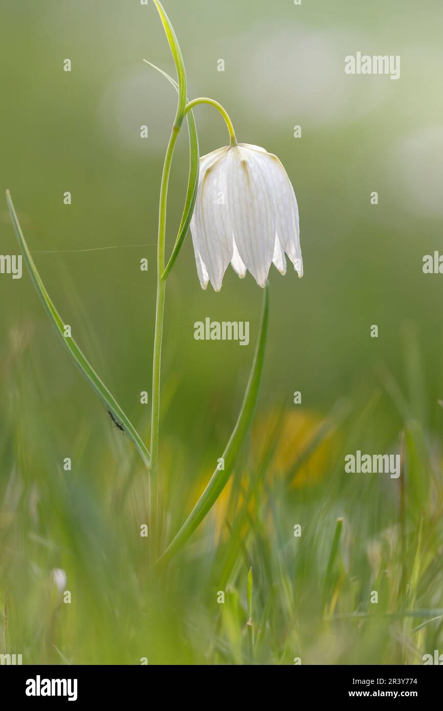 Fritillaria meleagris, (white variety), known as Snake's fritillary ...