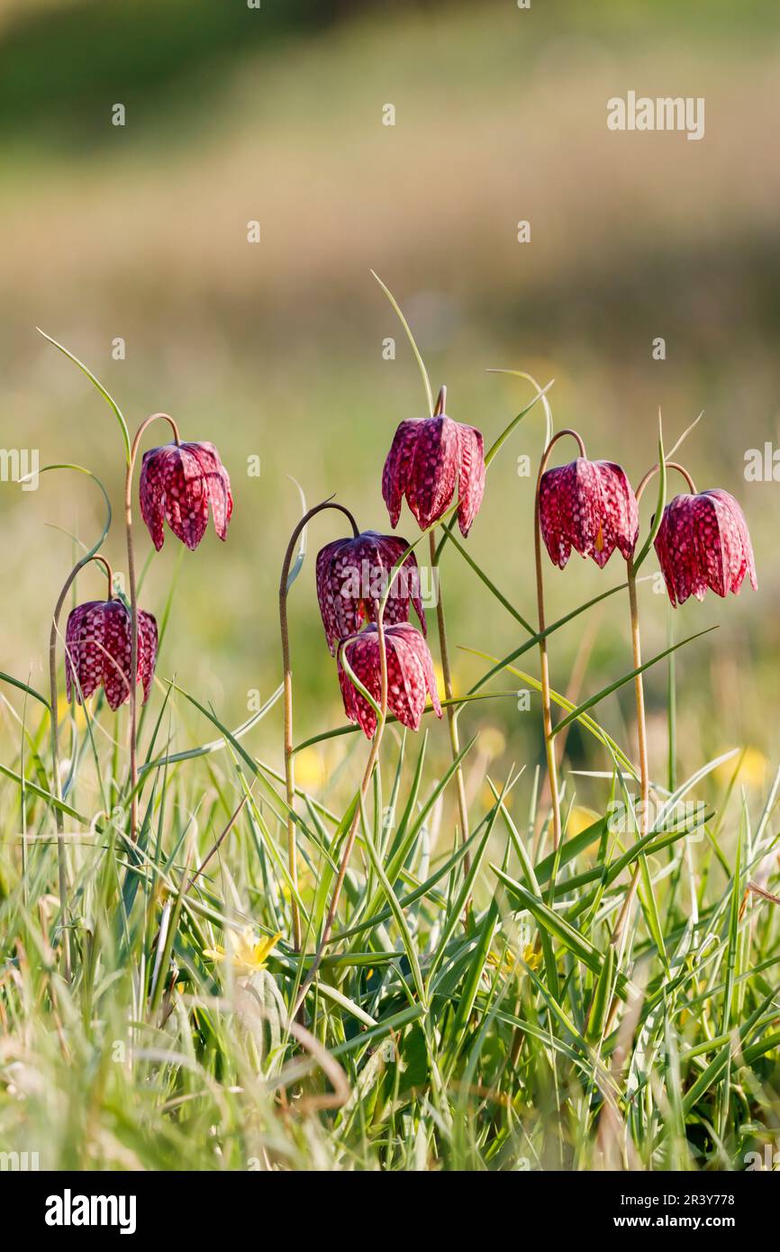 Fritillaria meleagris, known as Snake's fritillary, Snake's head, Chess ...