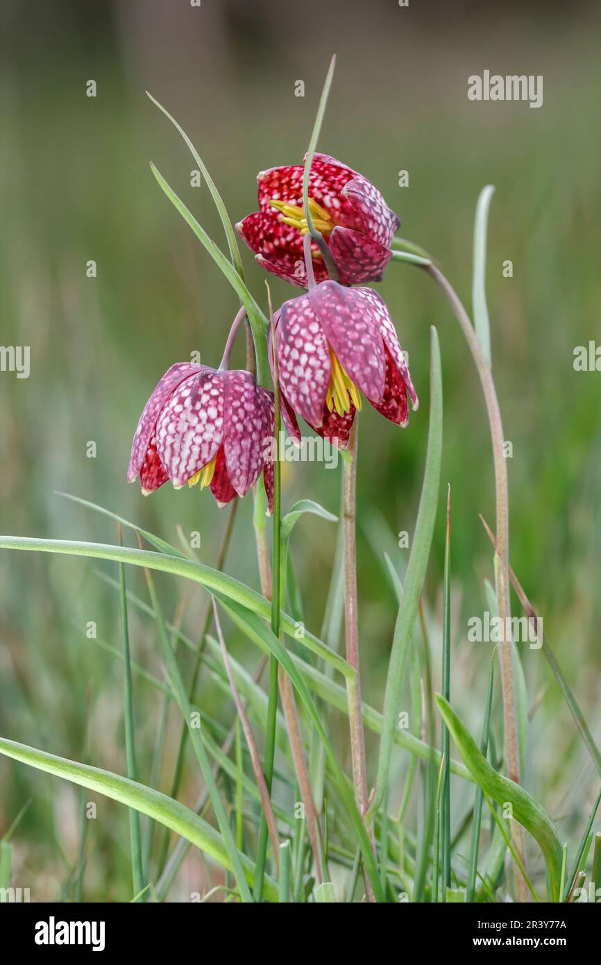 Fritillaria meleagris, known as Snake's fritillary, Snake's head, Chess ...