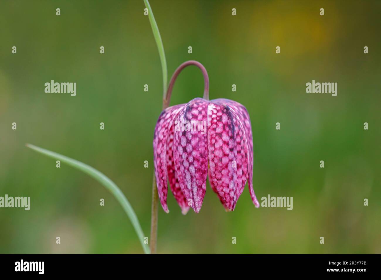 Fritillaria meleagris, known as Snake's fritillary, Snake's head, Chess ...