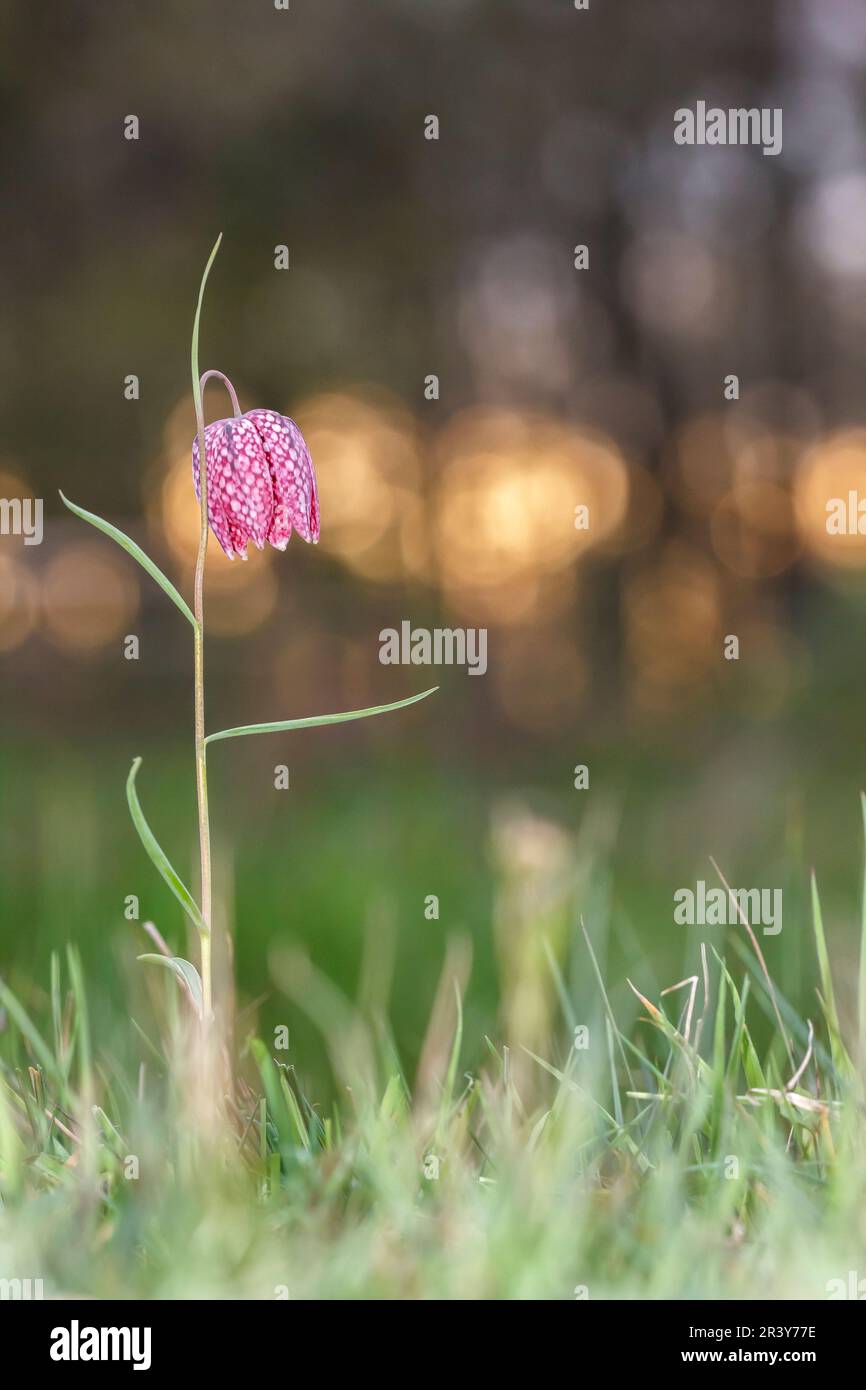 Fritillaria meleagris in the evening, known as Snake's fritillary ...
