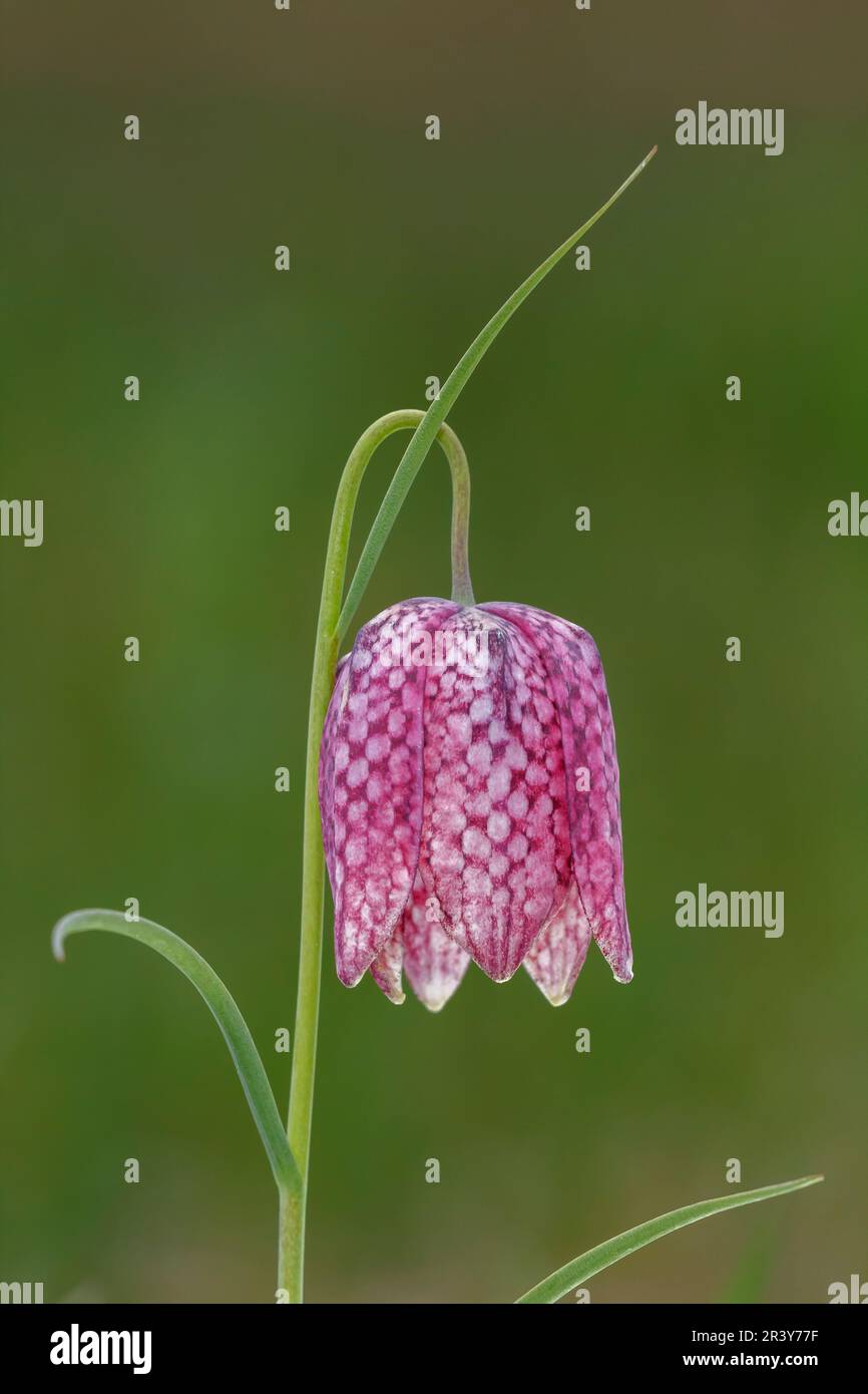 Fritillaria meleagris, known as Snake's fritillary, Snake's head, Chess ...