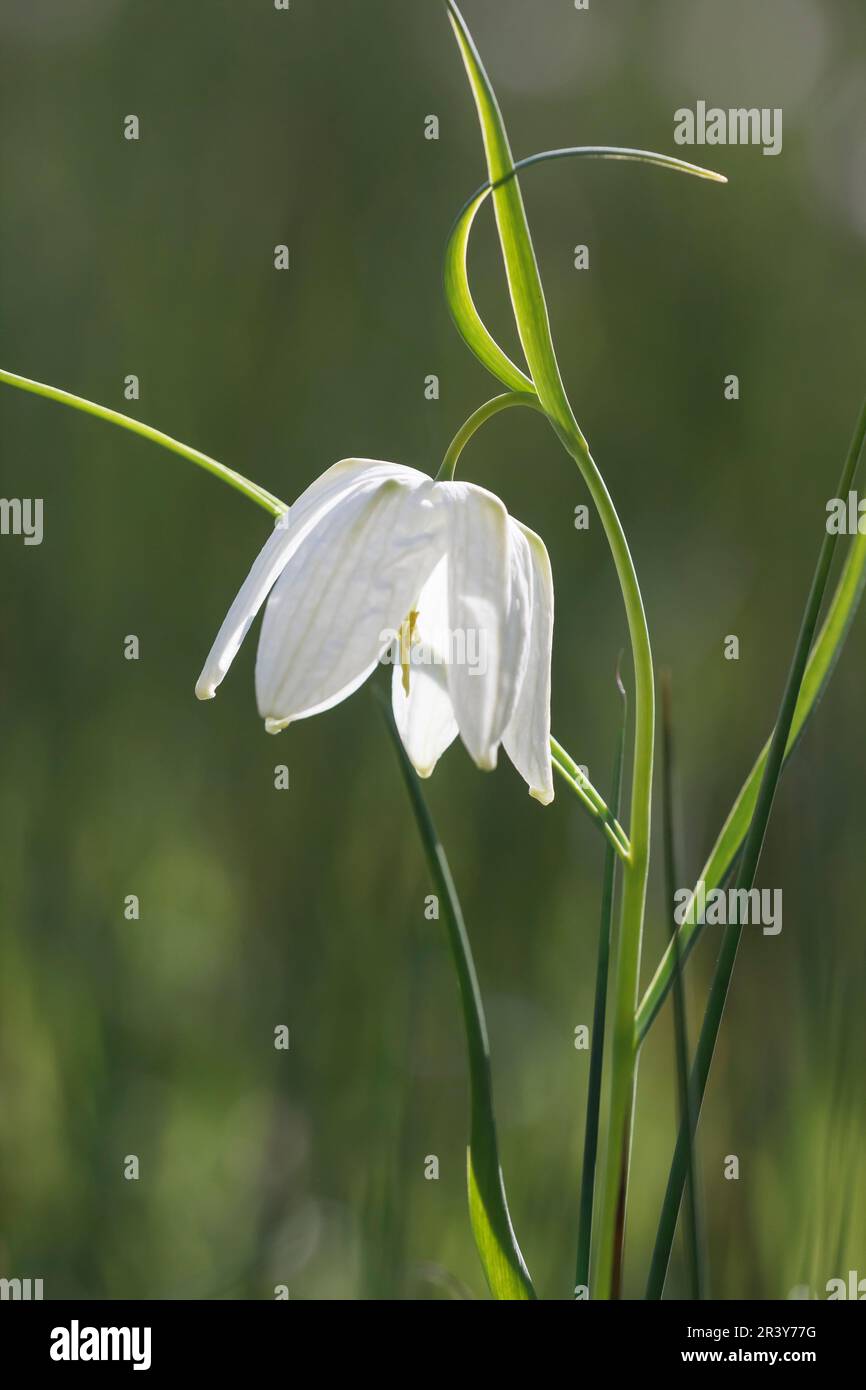 Fritillaria meleagris, (white variety), known as Snake's fritillary ...