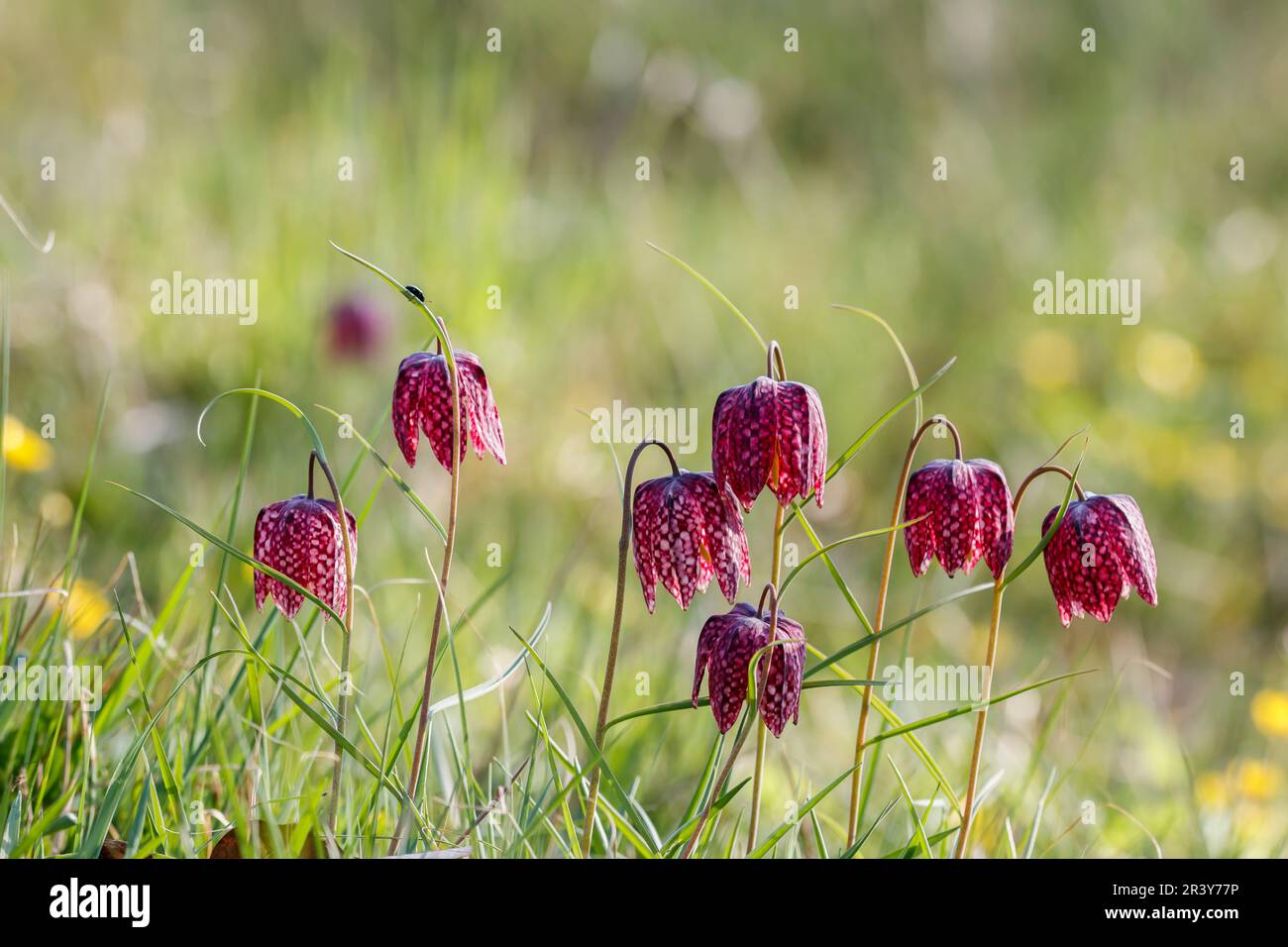 Fritillaria meleagris, known as Snake's fritillary, Snake's head, Chess ...