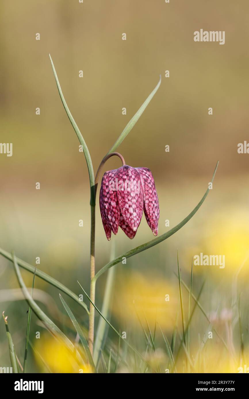 Fritillaria meleagris, known as Snake's fritillary, Snake's head, Chess ...