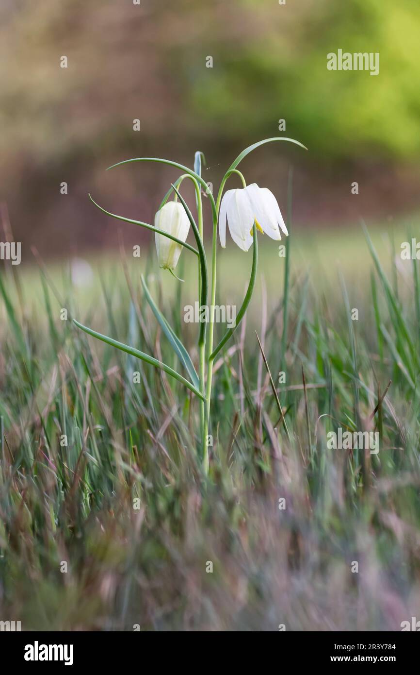 Fritillaria meleagris, (white variety), known as Snake's fritillary ...