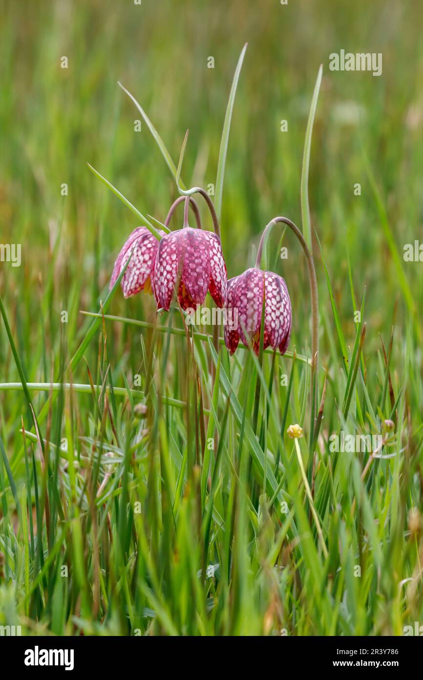 Fritillaria meleagris, known as Snake's fritillary, Snake's head, Chess ...