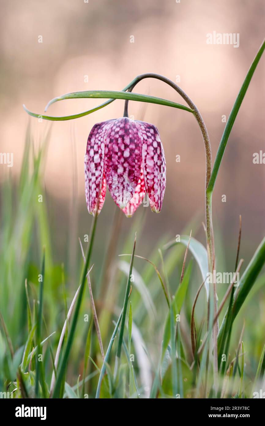 Fritillaria meleagris, known as Snake's fritillary, Snake's head, Chess ...