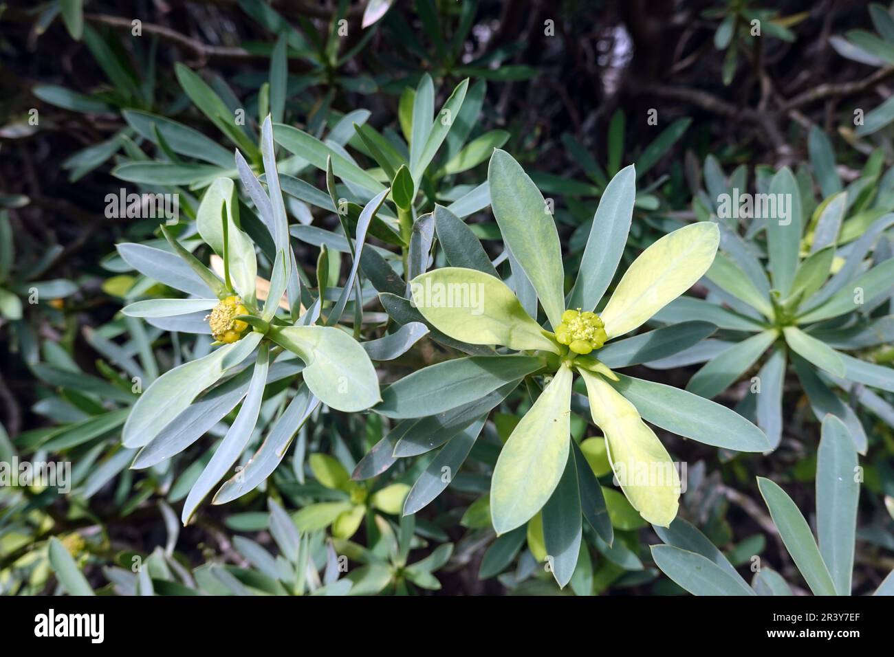 Balsam spurge Euphorbia balsamifera Stock Photo - Alamy