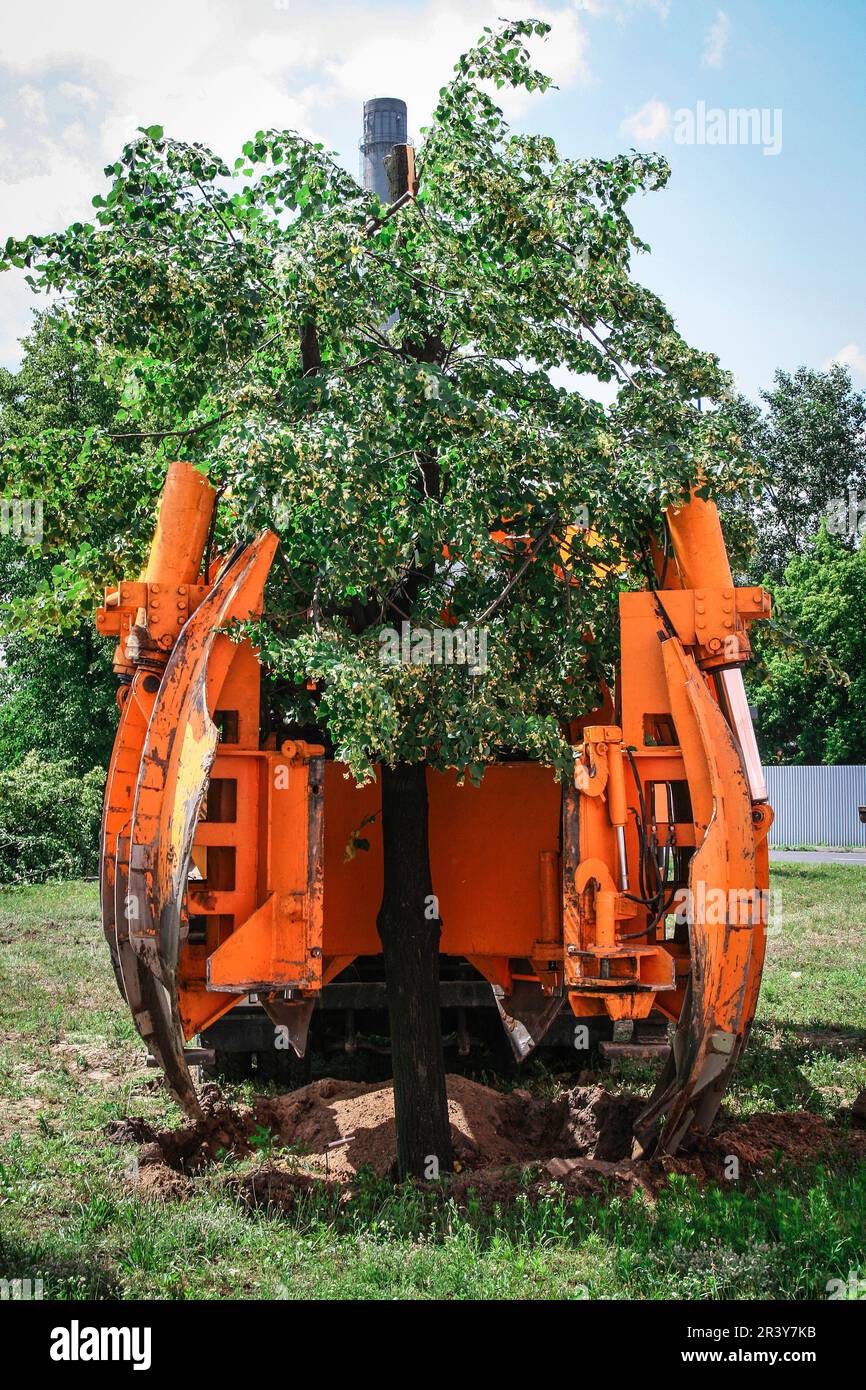 Tree spade planting tree Stock Photo - Alamy