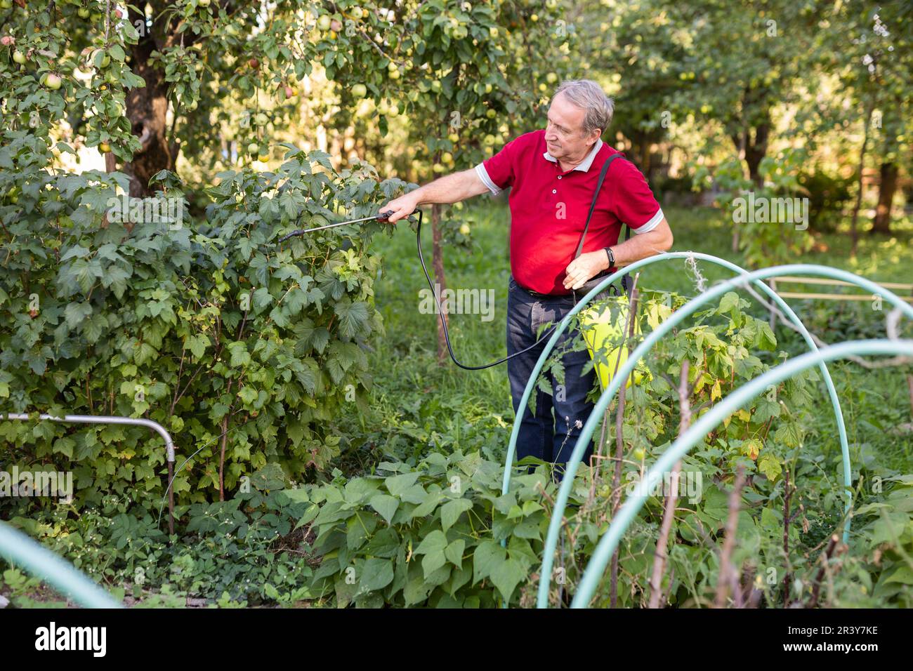 Man gardener working with spraying apparatus Stock Photo - Alamy