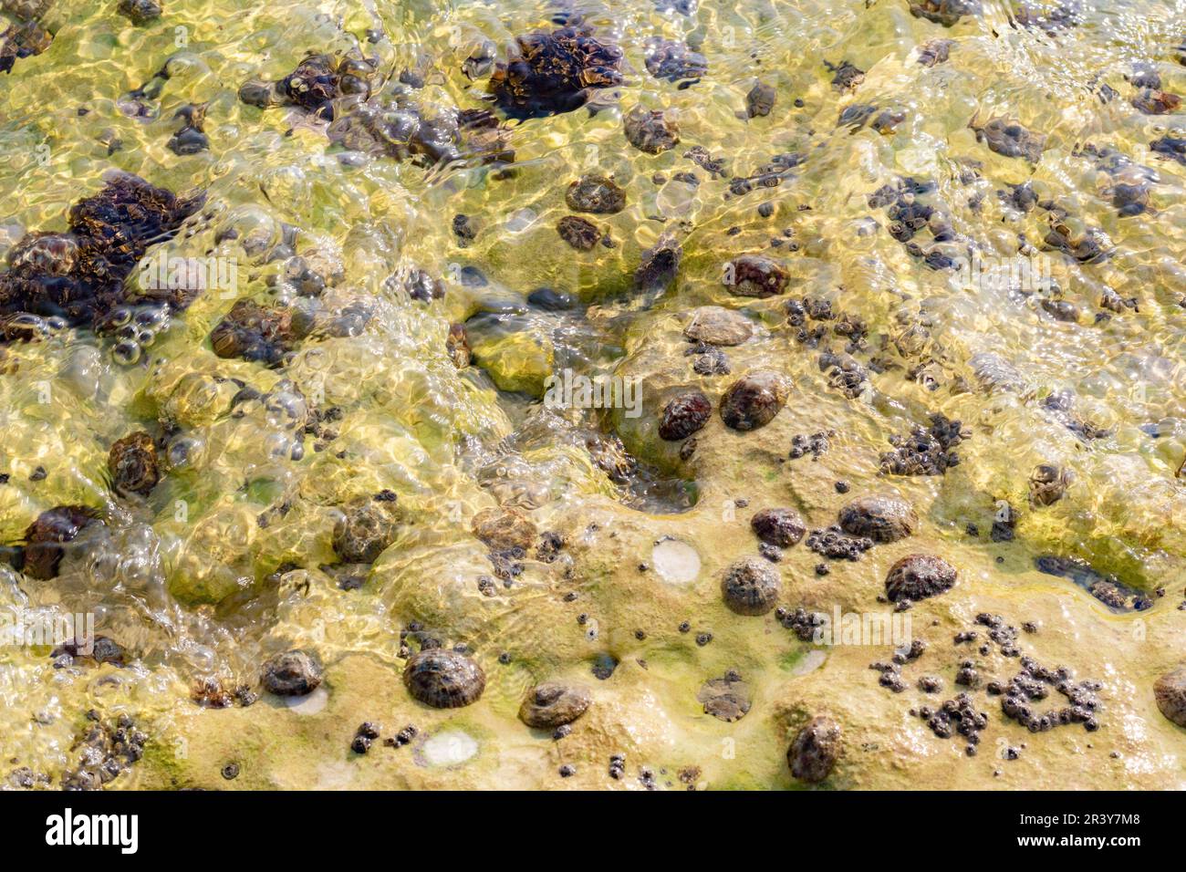 Natural texture, barnacle and oyster shells embedded on a rock on the ...