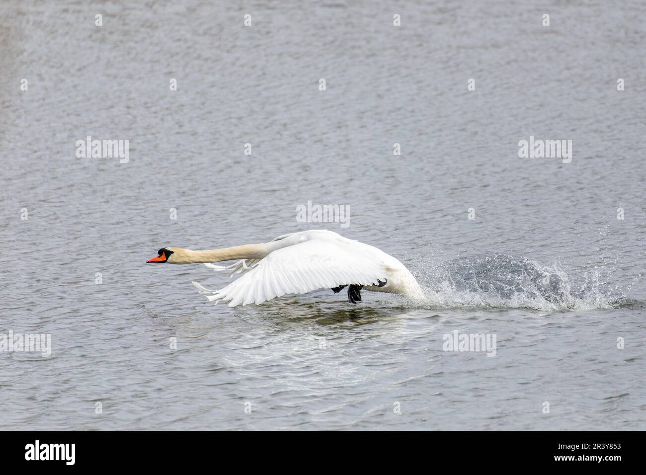 Swan Bird
