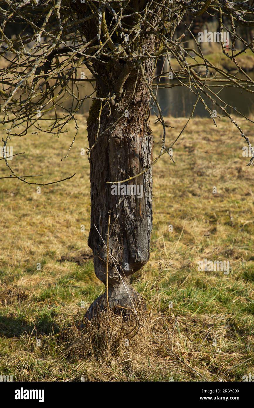 Apple tree destroyed by beavers at Nyrsko, Czech republic, Europe Stock ...