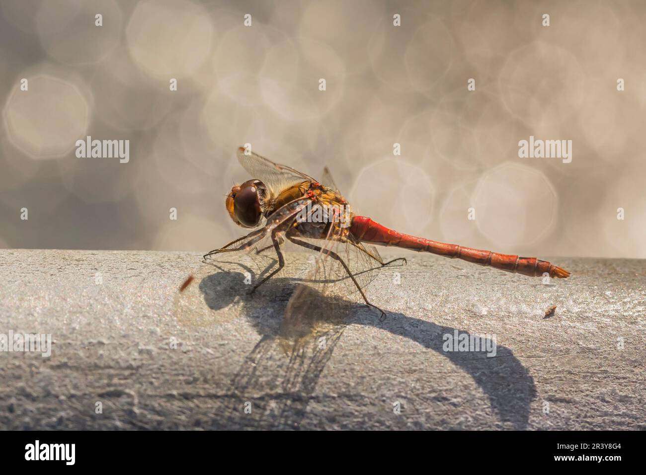 Sympetrum striolatum, known as Common darter, dragonfly from Lower ...