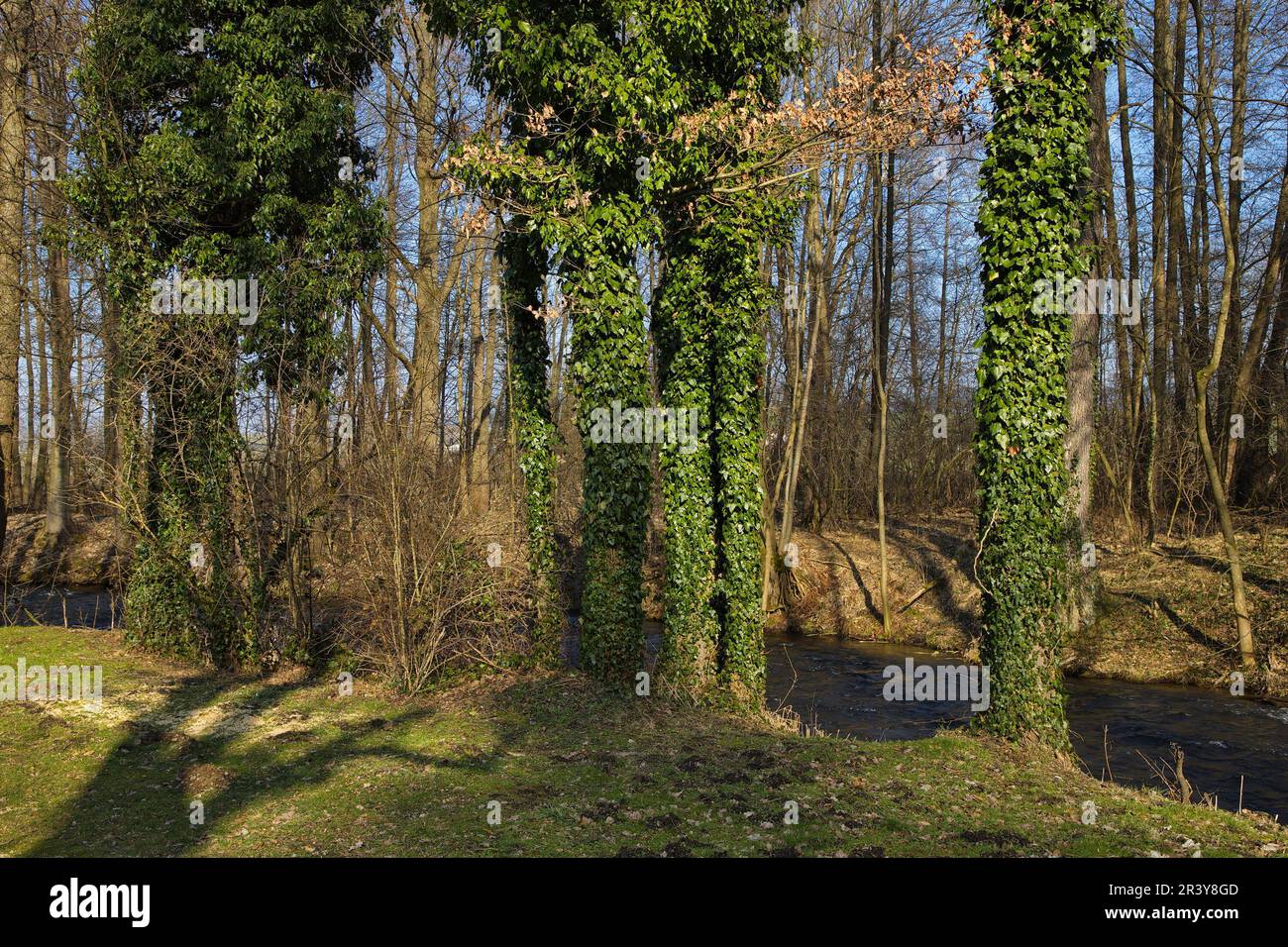Trees with ivy at the River Uhlava in Nyrsko in early spring, Czech ...