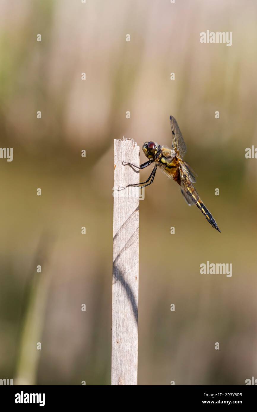 Libellula quadrimaculata, known as Four-spotted chaser, Four-spotted ...