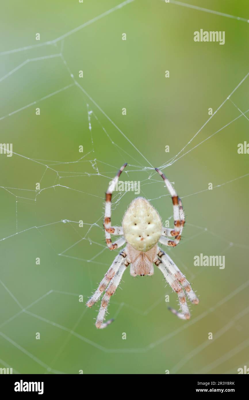 Araneus quadratus, known as the Four-spot orb-weaver (bright form Stock ...