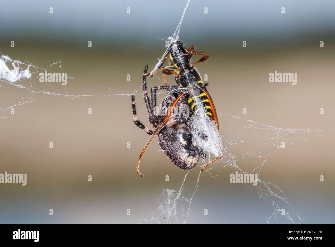 Nuctenea umbratica, (former Araneus umbraticus) with wasp, known as ...