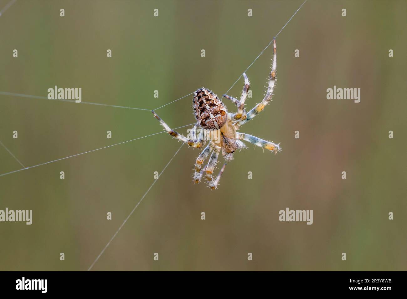 Araneus quadratus, known as the Four-spot orb-weaver Stock Photo - Alamy