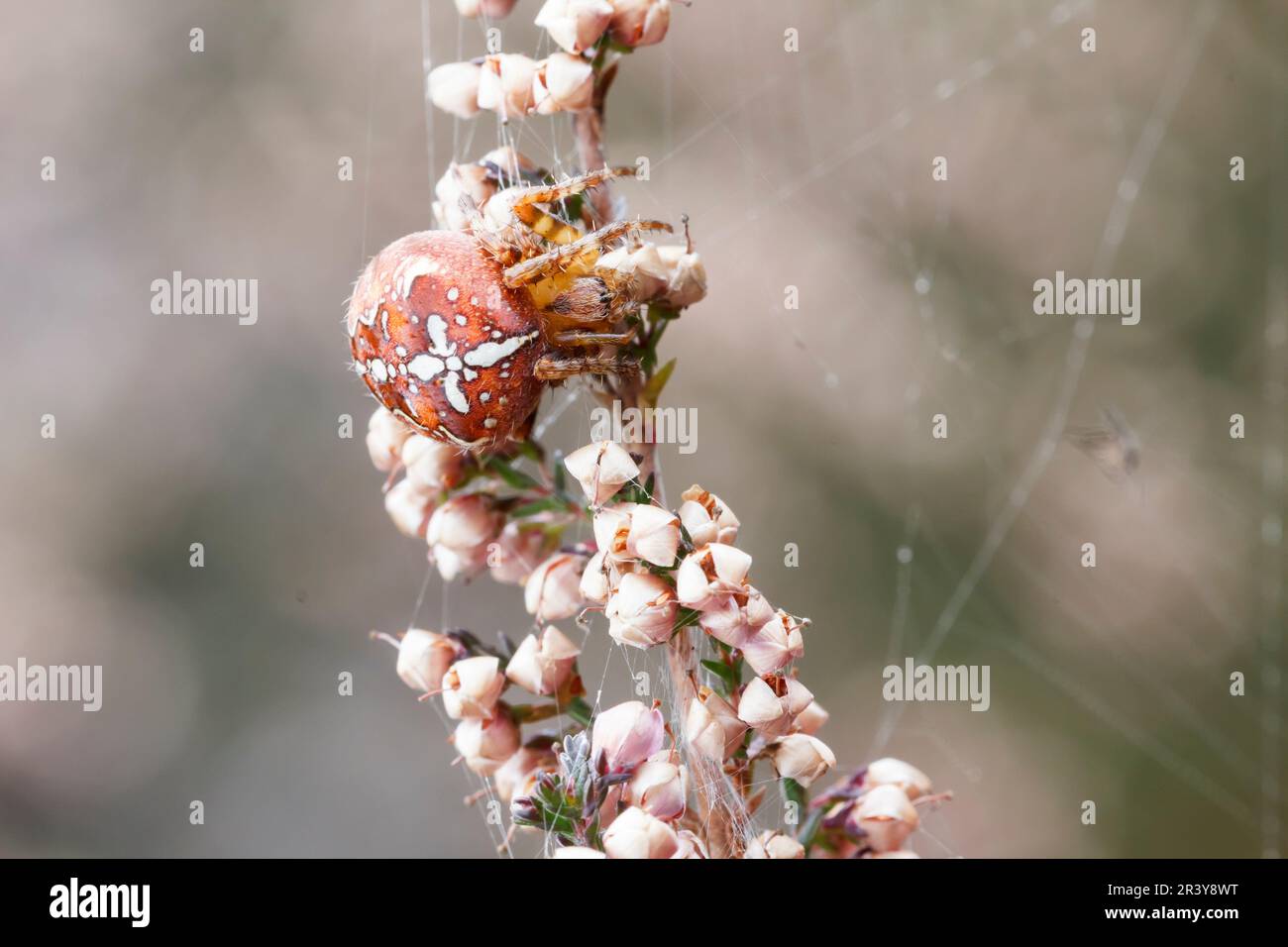 Araneus quadratus, known as Four-spot orb-weaver (male, dark form Stock ...