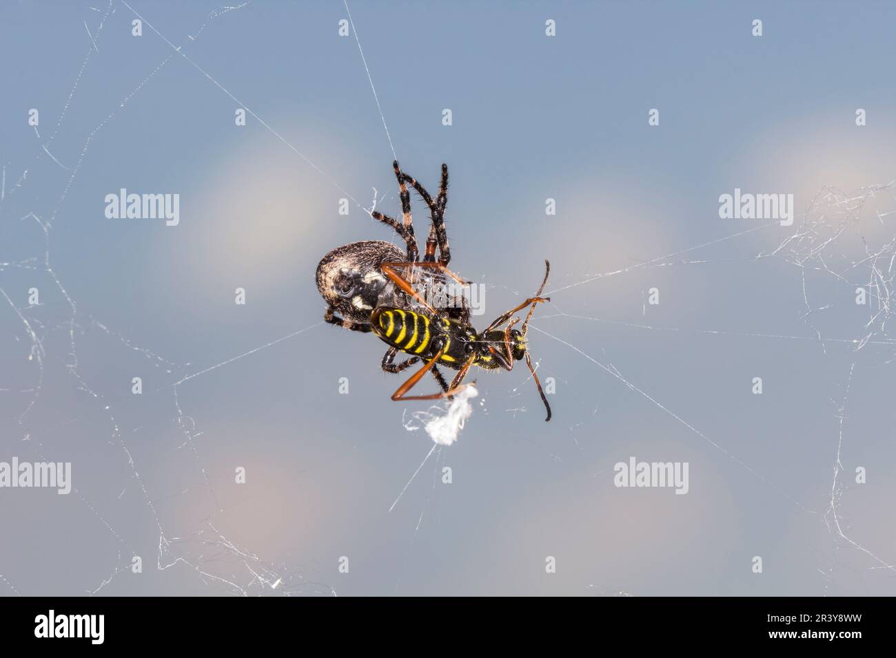 Nuctenea umbratica, (former Araneus umbraticus) with wasp, known as ...