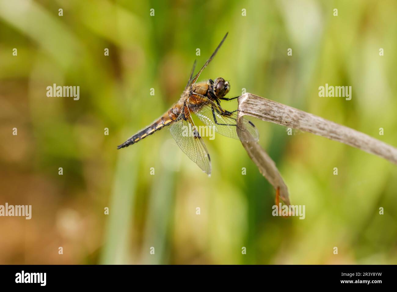 Libellula quadrimaculata, known as Four-spotted chaser, Four-spotted ...