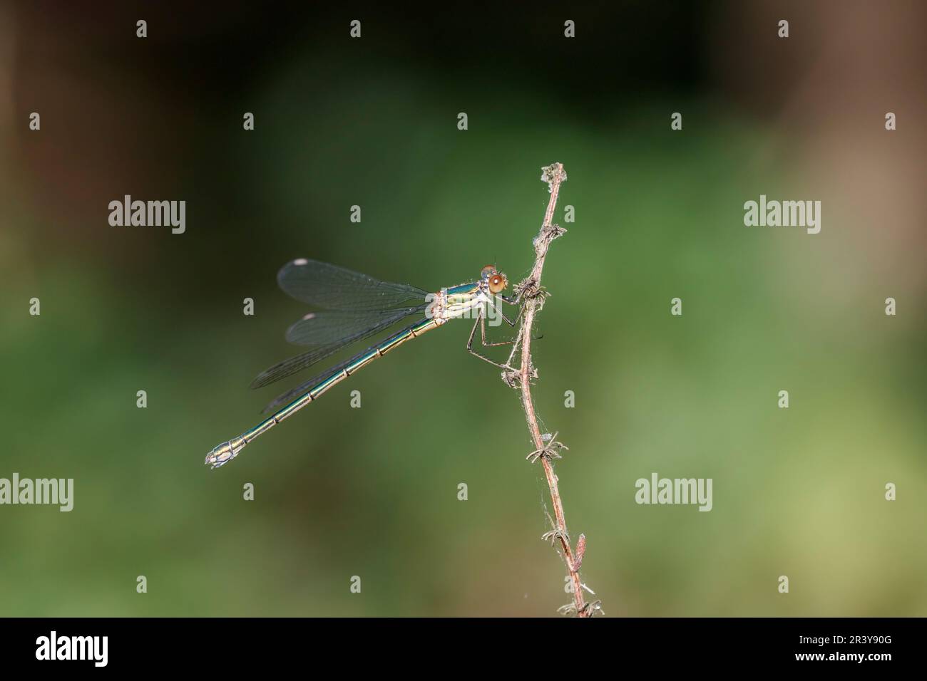 Chalcolestes viridis, known as Green emerald damselfly, Western willow ...