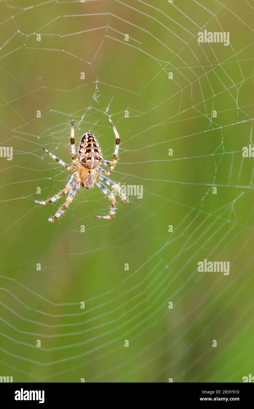 Araneus quadratus, known as the Four-spot orb-weaver Stock Photo - Alamy