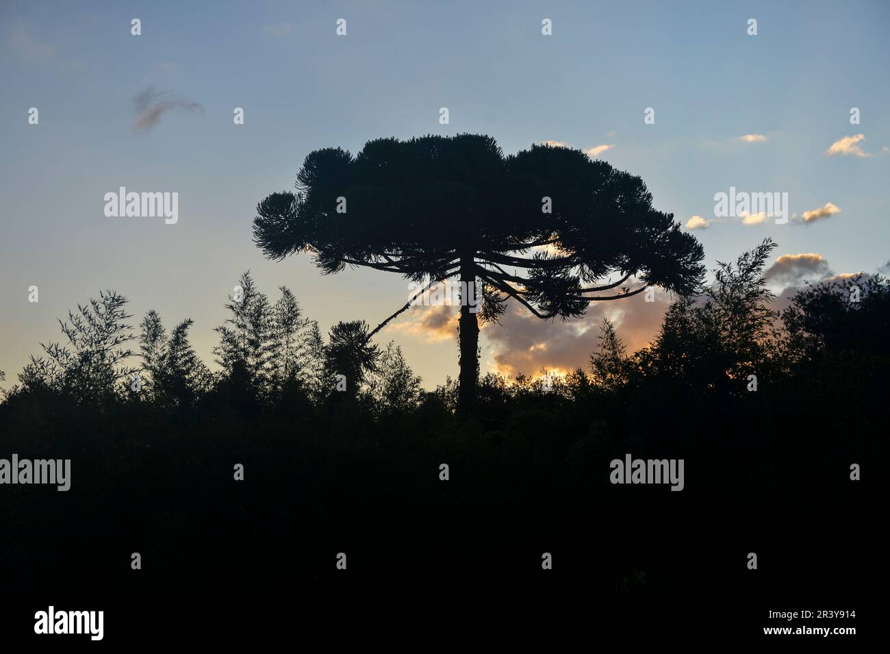 Typical tree from southern Brazil. It grows in high and cold places in ...