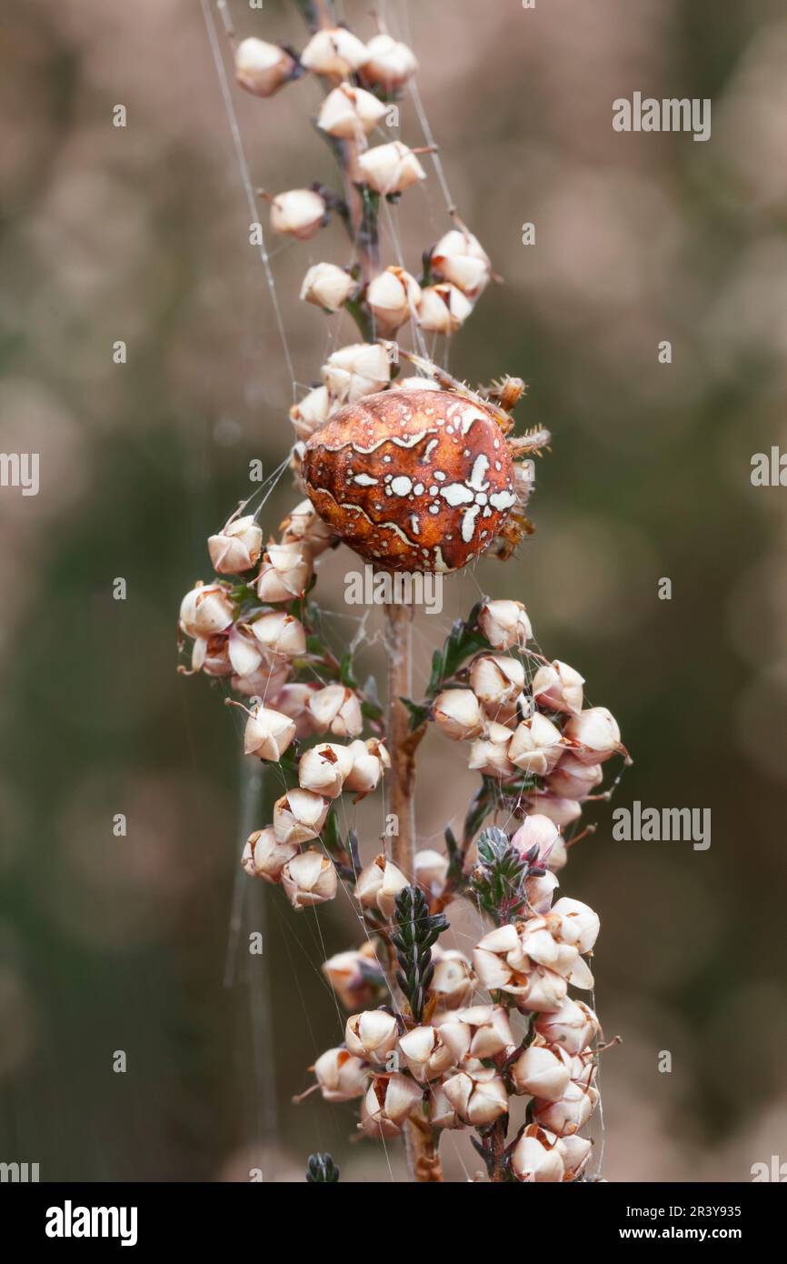 Araneus quadratus, known as Four-spot orb-weaver (male, dark form Stock ...