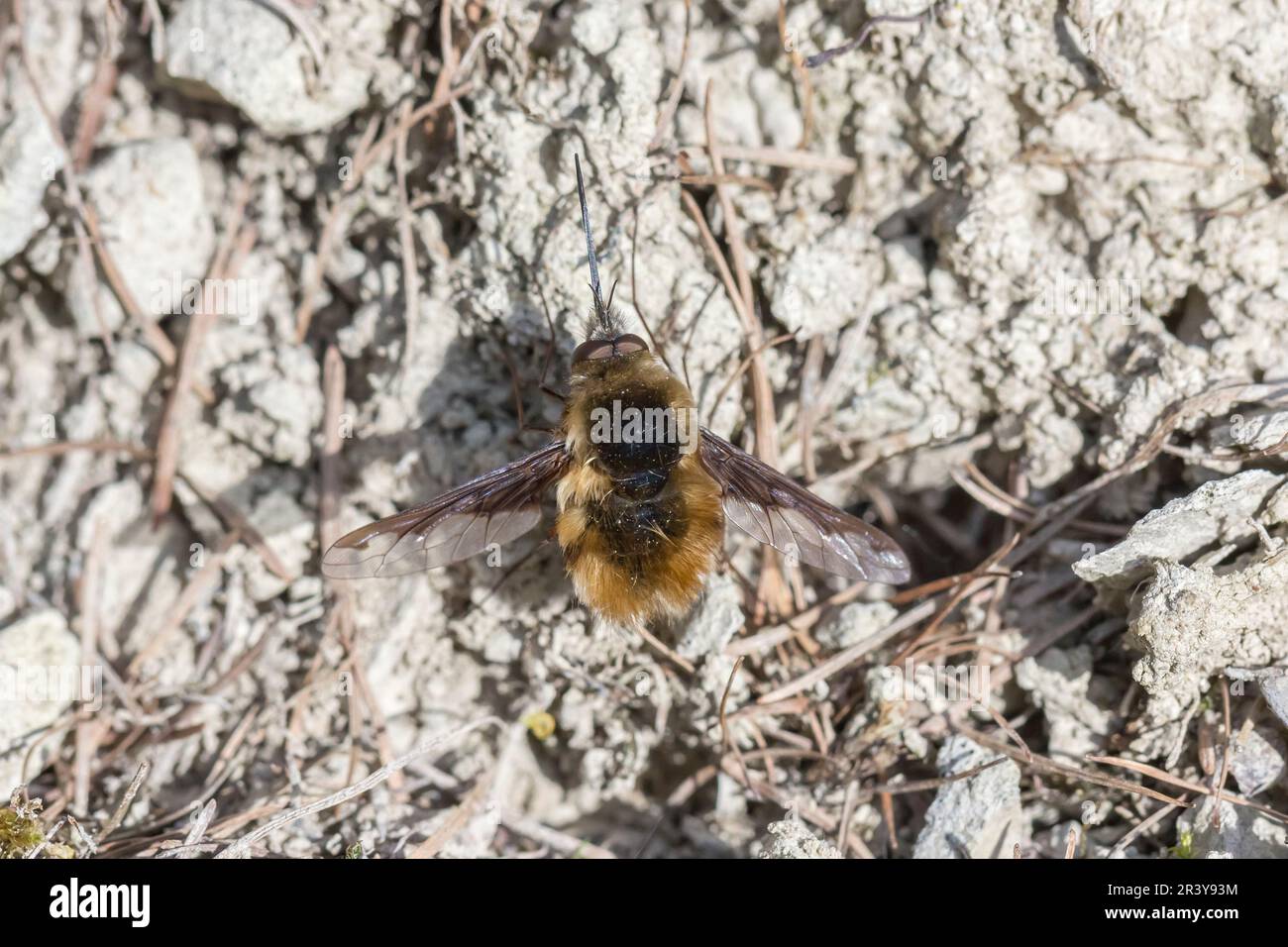 Large bee fly hummelschweber bombylius hi-res stock photography and ...