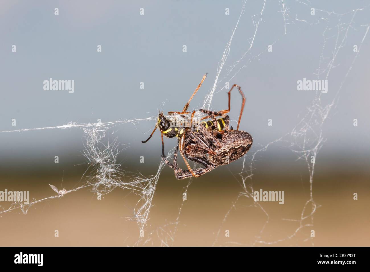Nuctenea umbratica, (former Araneus umbraticus) with wasp, known as ...
