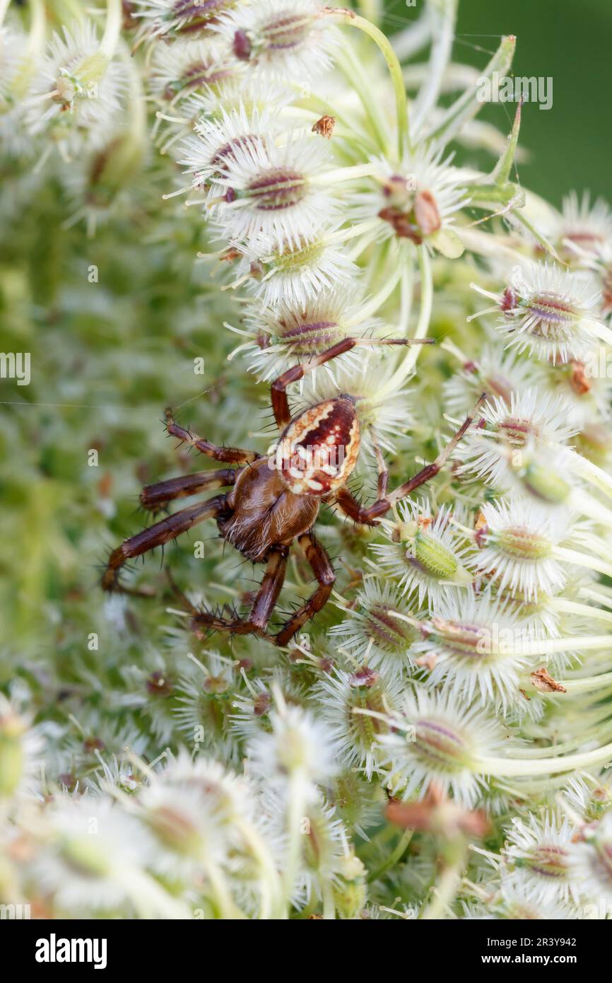 Araneus quadratus, known as Four-spot orb-weaver (male, dark form Stock ...