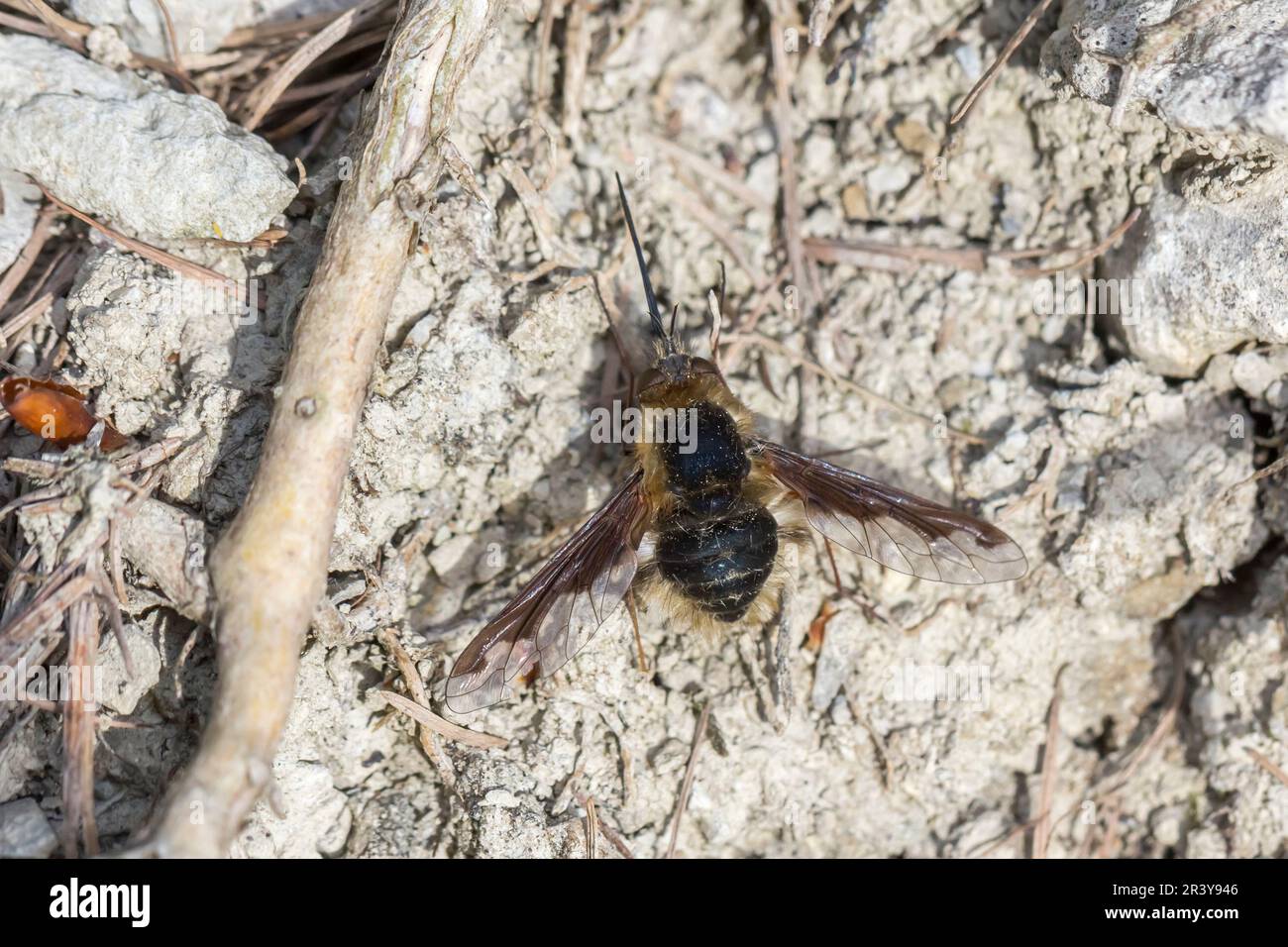 Bombylius major, known as Large bee-fly, Greater bee fly, Dark-edged ...