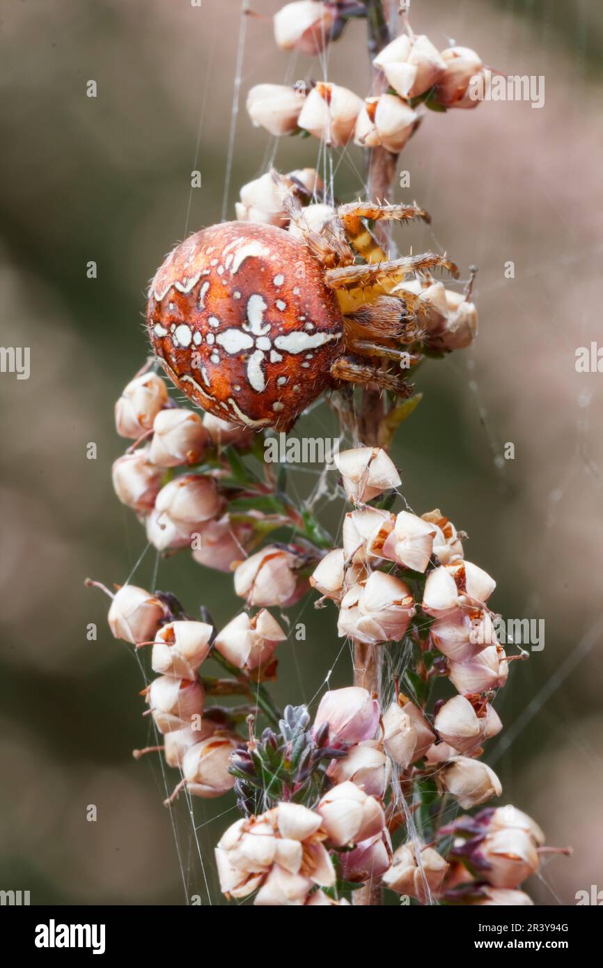 Araneus quadratus, known as Four-spot orb-weaver (male, dark form Stock ...