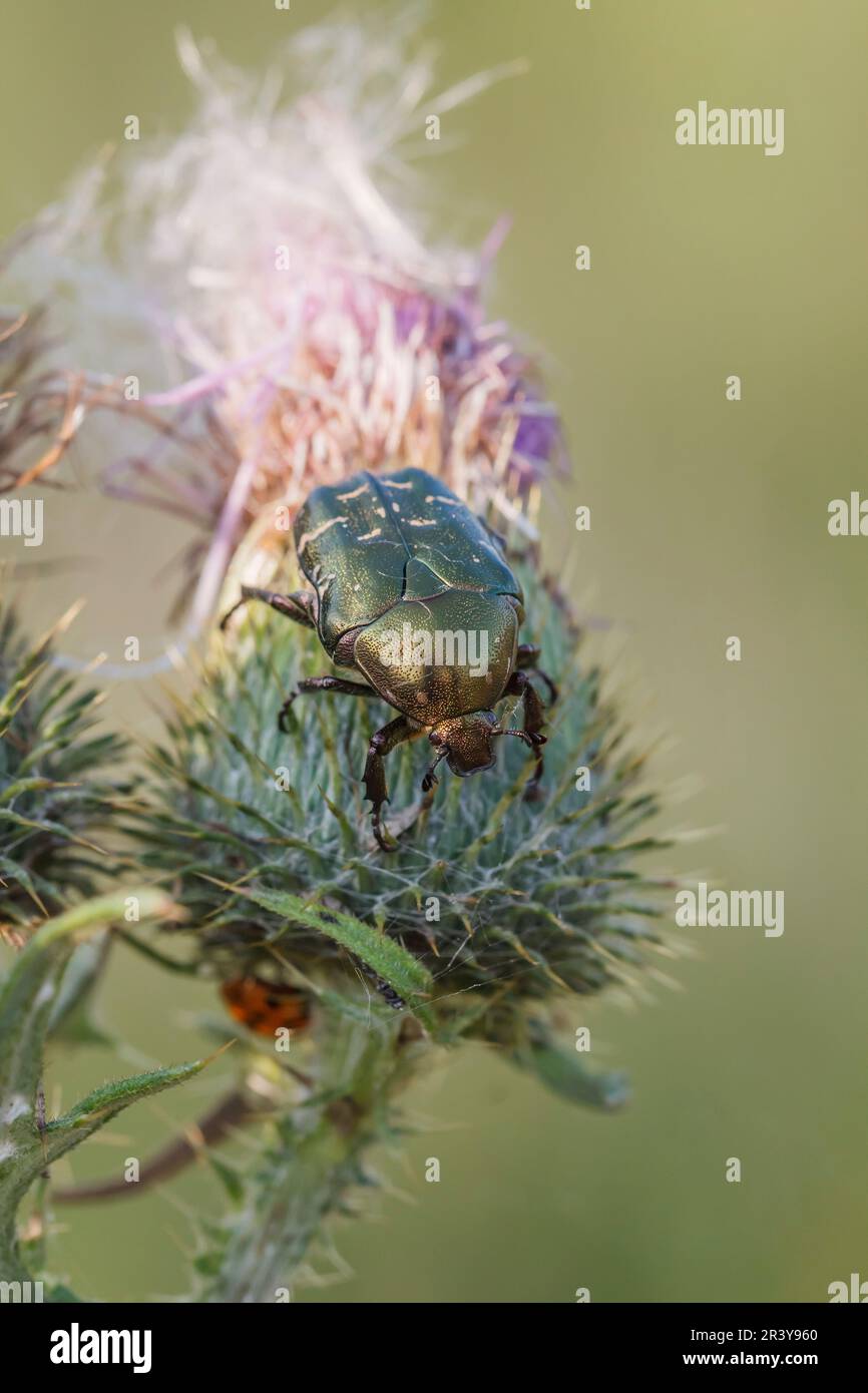 Cetonia aurata, known as Rose chafer, Green rose chafer, Goldsmith ... Cetonia aurata, known as Rose chafer, Green rose chafer, Goldsmith ...