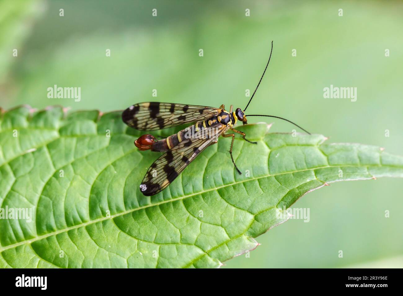 Panorpa communis, known as the Common scorpionfly (male Stock Photo - Alamy