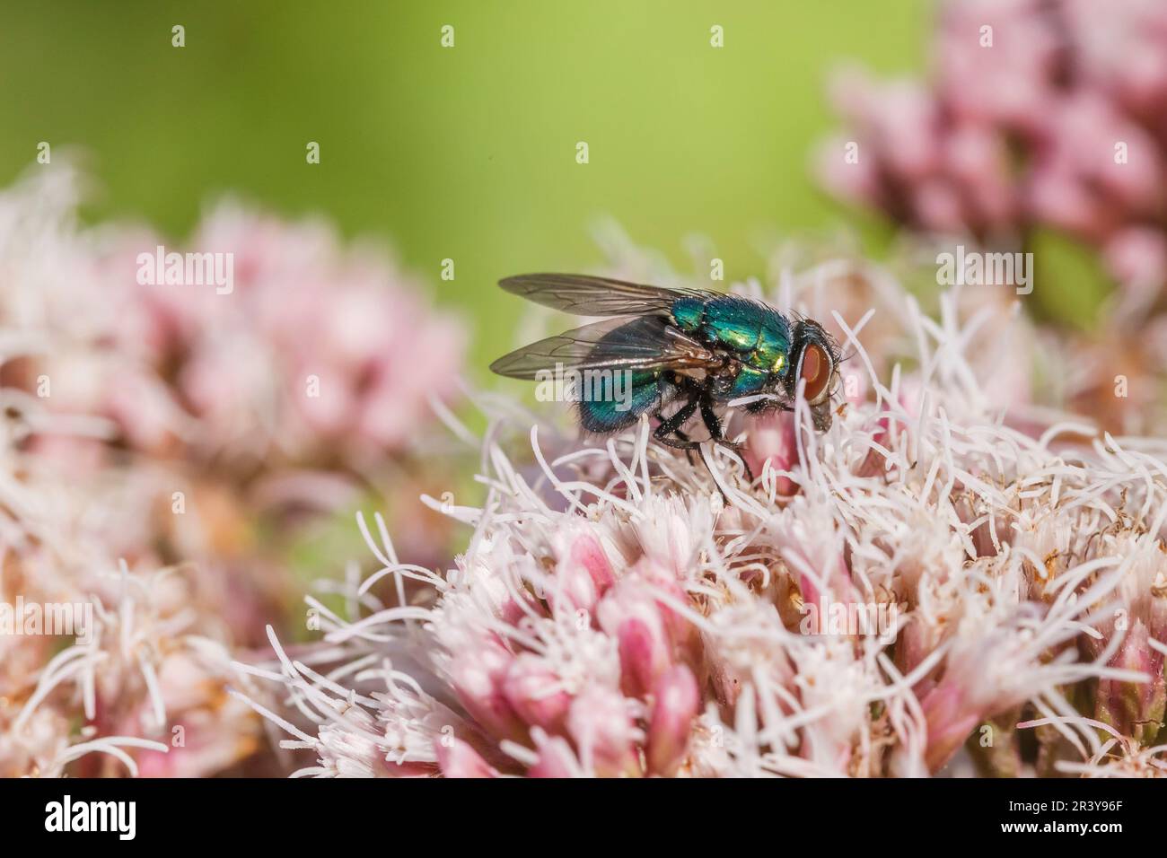 Lucilia sericata, known as Common green bottle fly, European green ...