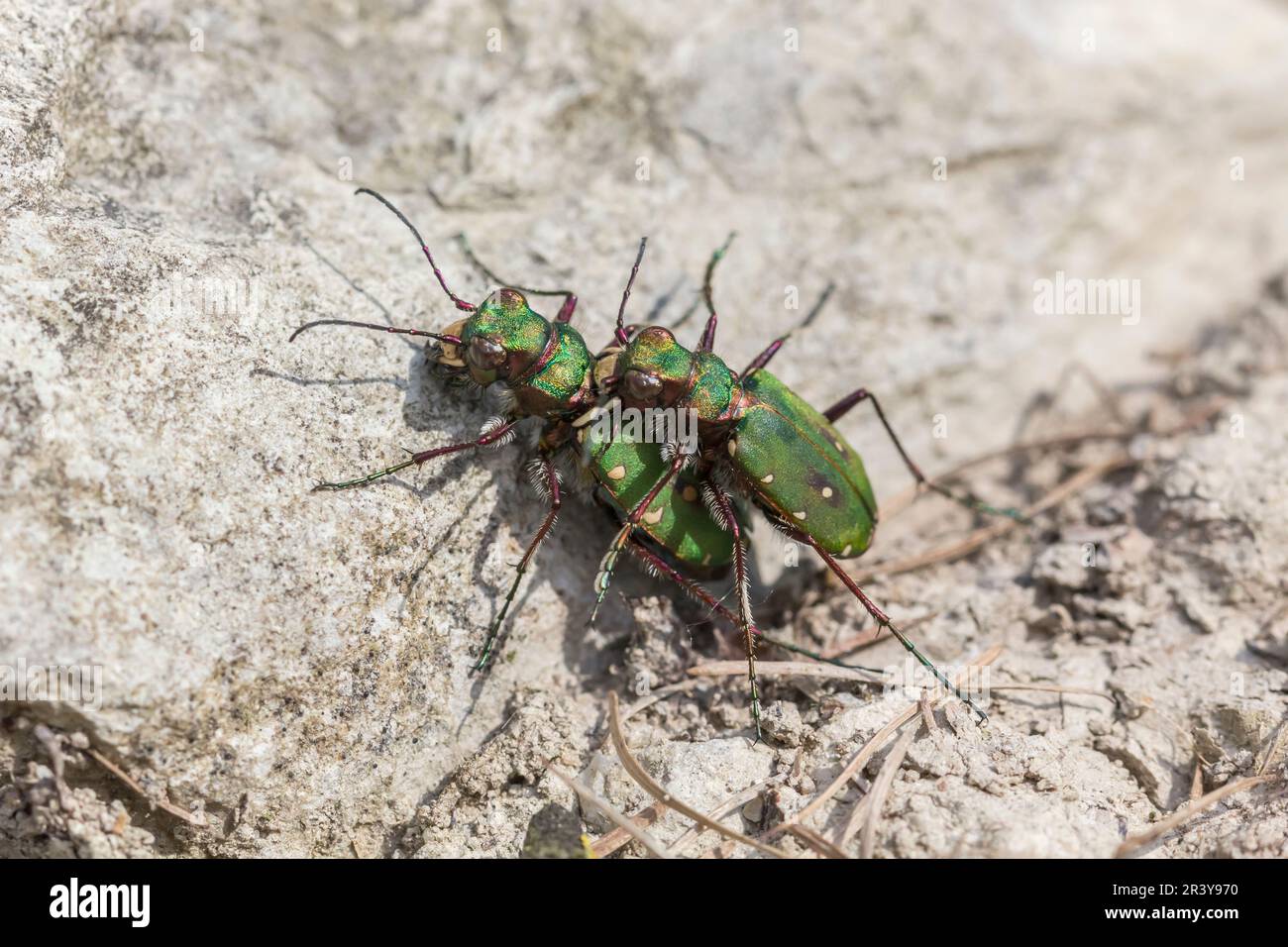 Cicindela campestris, commonly known as the Green tiger beetle (Copula ...