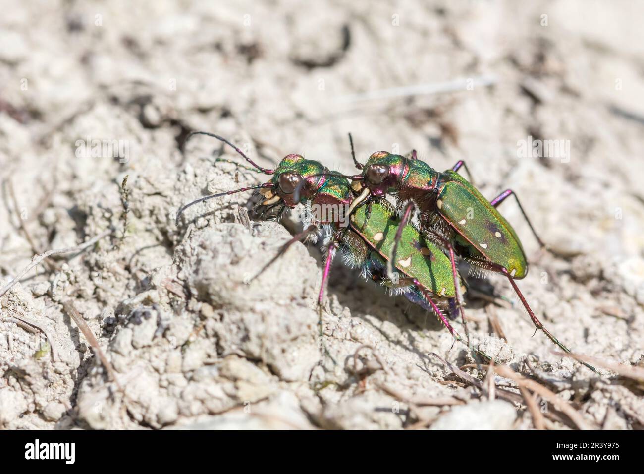 Cicindela campestris, commonly known as the Green tiger beetle (Copula ...
