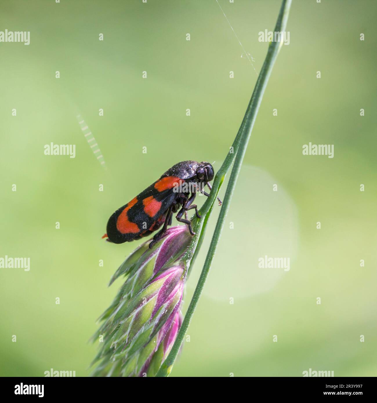 Cercopis vulnerata, known as Black-and-red froghopper, Red-and-black ...