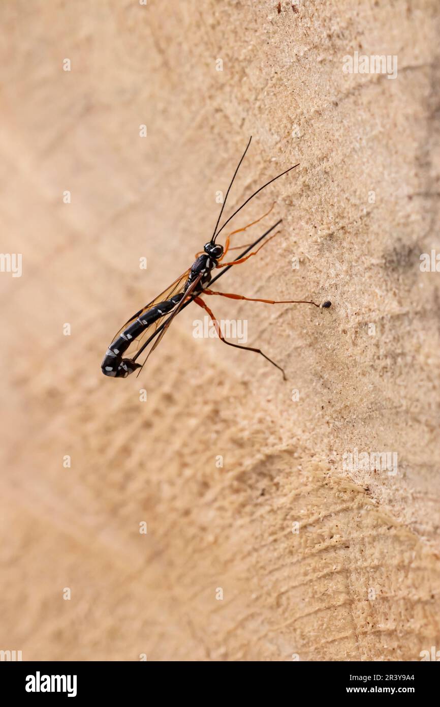 Rhyssa persuasoria, known as Giant ichneumon, Sabre wasp, Large ...