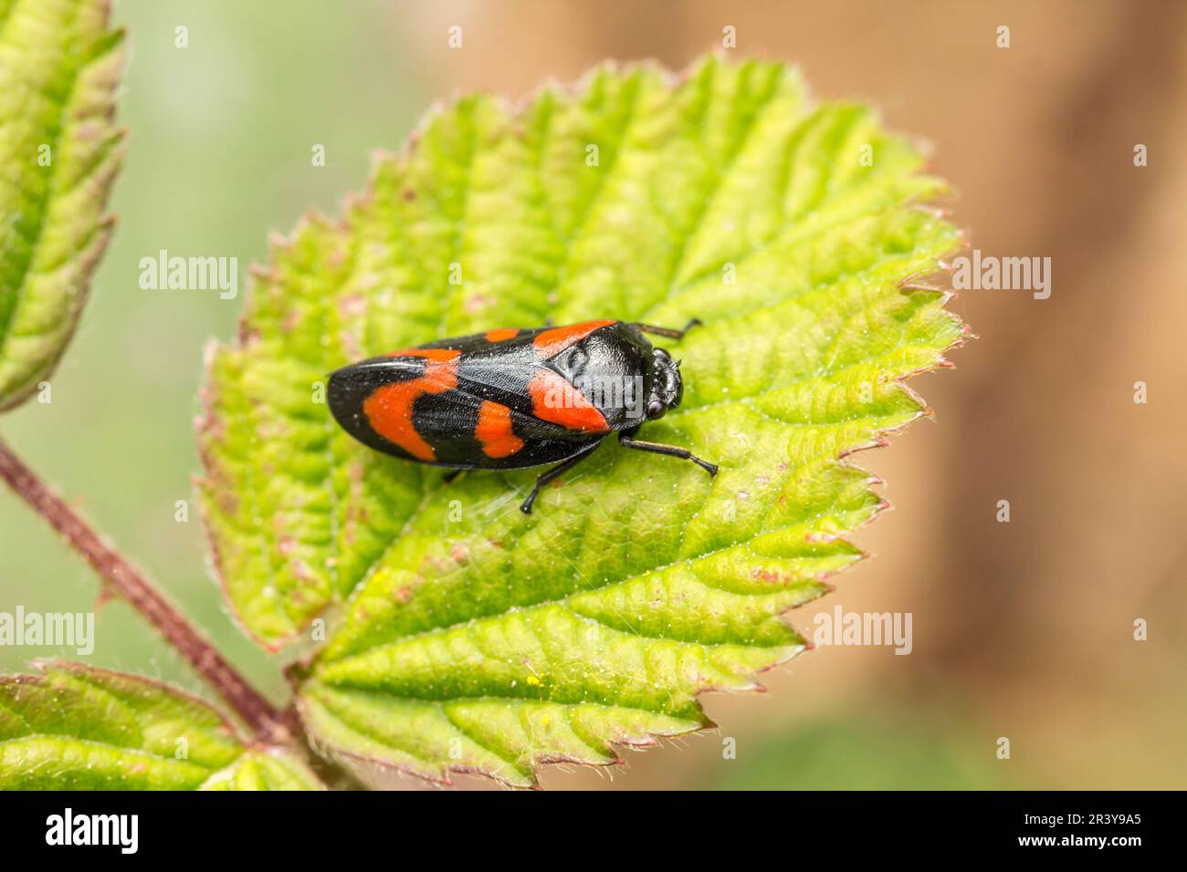 Cercopis vulnerata, known as Black-and-red froghopper, Red-and-black ...